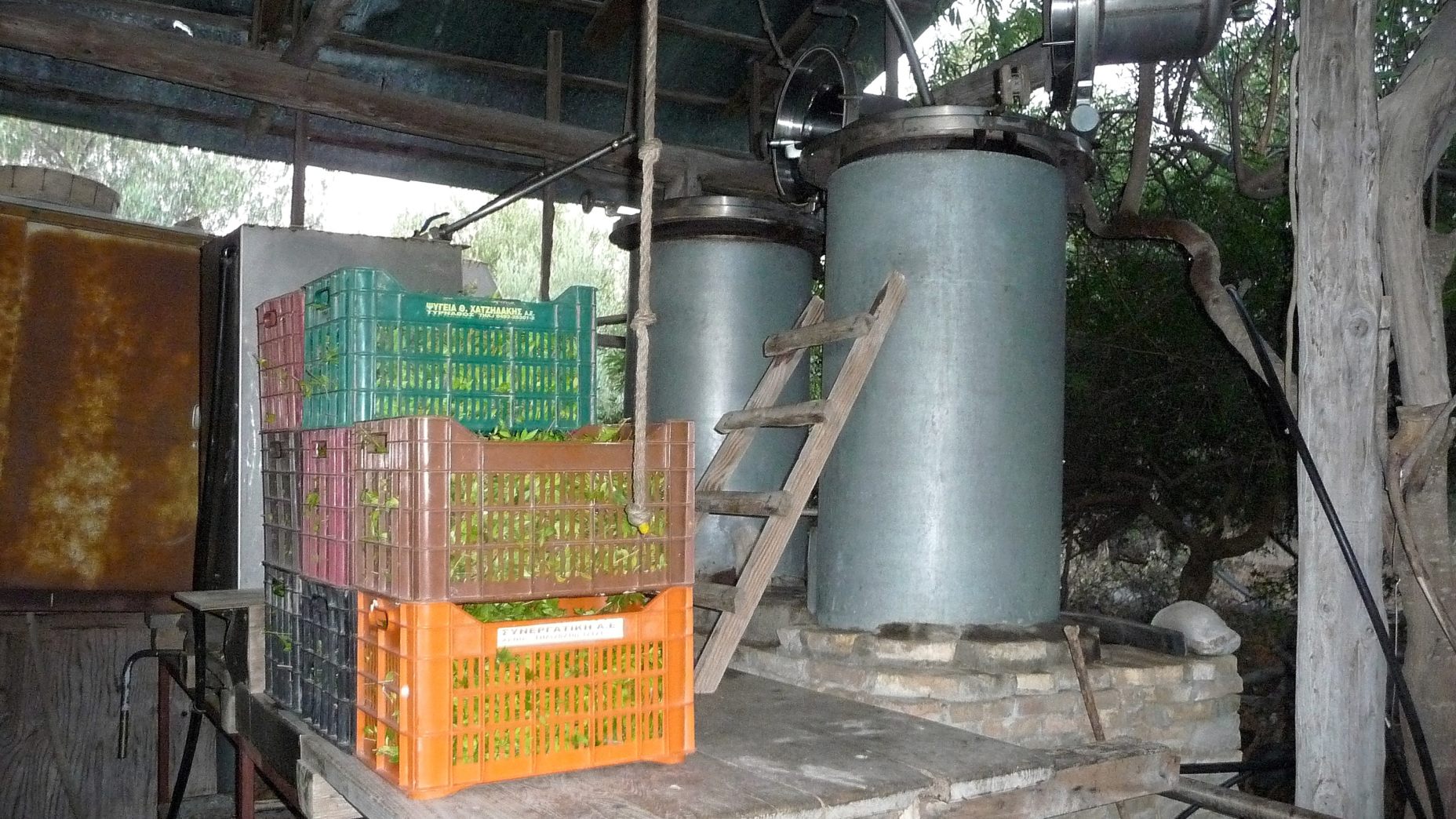 From harvest to distillation: a day of Myrtus